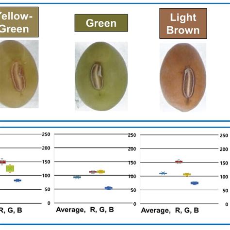 Classification Of Soybean Seed Color According To The Upov Guideline