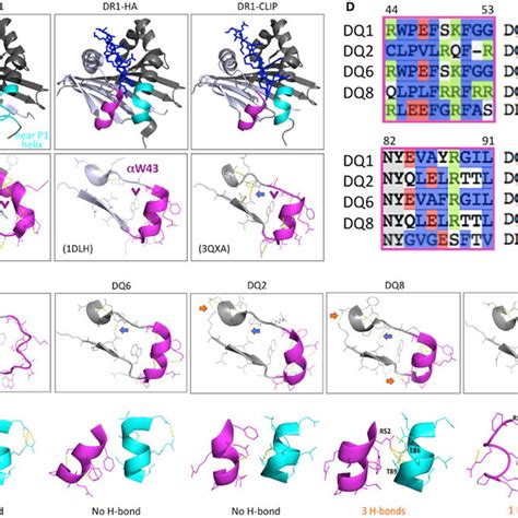 Model Of Autoreactive Cd4 T Cell Development In T1d In The Thymus