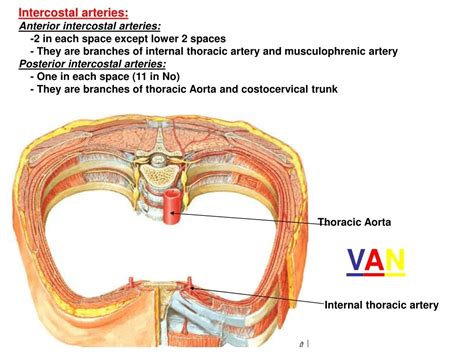 Ppt Anatomy Of Thoracic Wall And Respiratory Muscles Powerpoint