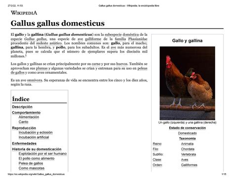 Gallus Gallus Domesticus Wikipedia La Enciclopedia Libre Gallo Y
