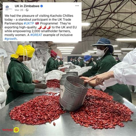 Uktp Kacholo Ethicalfarming Zimbabwefarming Ukinzimbabwe… Kacholo Chillies
