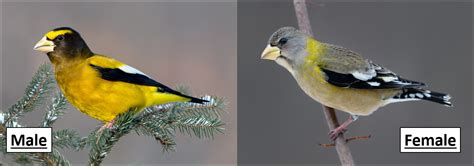 Evening Grosbeak Male And Female