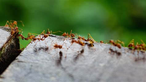 Effective Ant Control Tips And Tricks Green Shield Pest Control