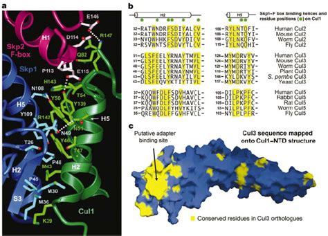 Cul1skp1 F Box Skp2 Interface And The Putative Protein Binding Site