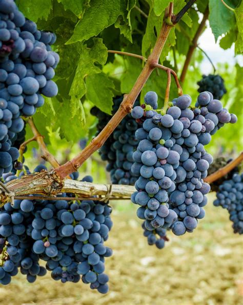 Secret River Wine Small Batch Wines In Lodi Ca