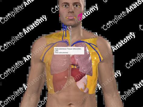 Subcutaneous Tissue Shoulder Right Complete Anatomy