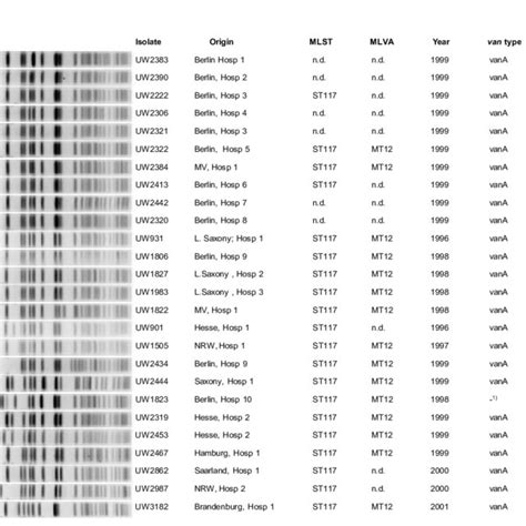 Smai Macrorestriction Analysis In Pfge Of 26 Vre Isolates Representing