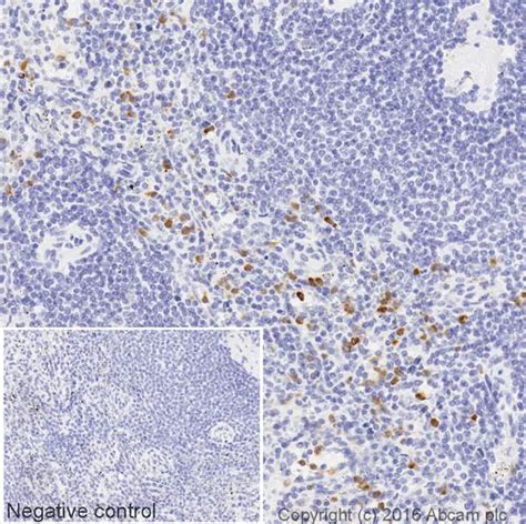 Hrp Anti Ciap1 Antibody [epr4673] Ab207526 Abcam