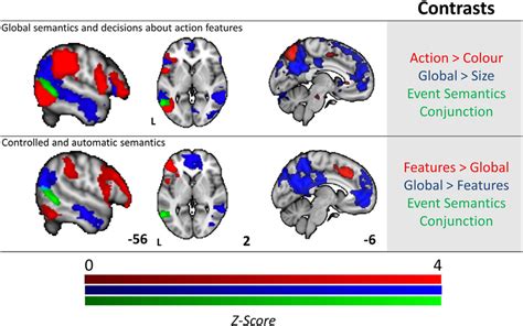 Functional Activation For The Conjunction Of Global Semantic Decisions Download Scientific