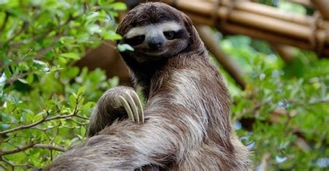 Sloths Are Slow But Their Fight Against Extinction Is Even Slower