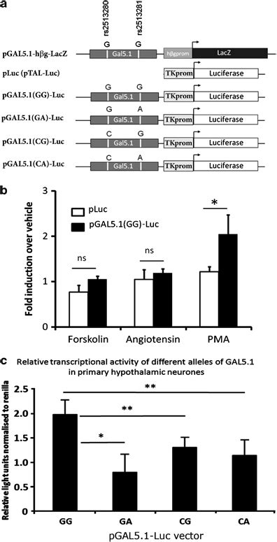 Diagrammatical Representation Of The Different Constructs Used In The