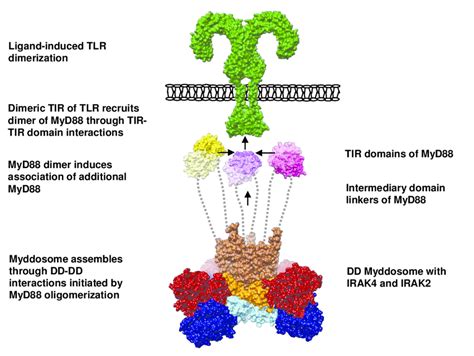 Figure S11 Molecular Model Representation Of The Activation Of Tlr Download Scientific Diagram