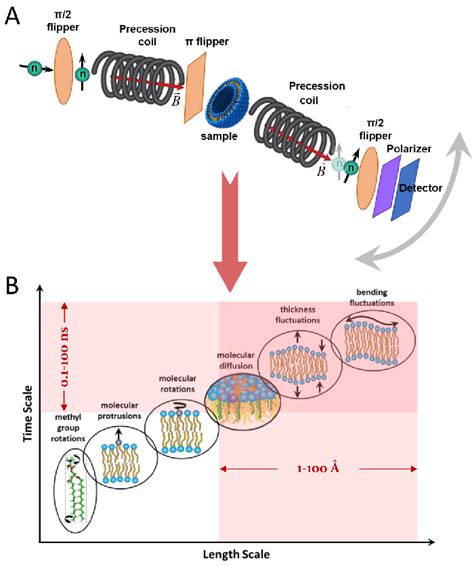 Video Neutron Spin Echo Spectroscopy As A Unique Probe For Lipid Membrane Dynamics And Membrane
