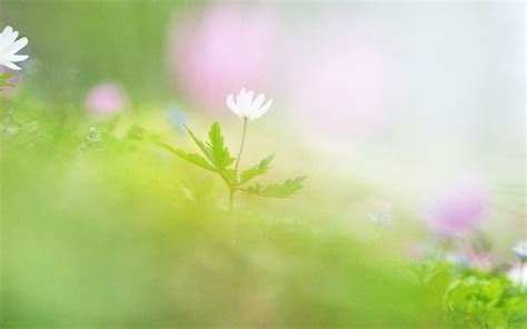 130 Soft Backgrounds Images WallpaperSafari