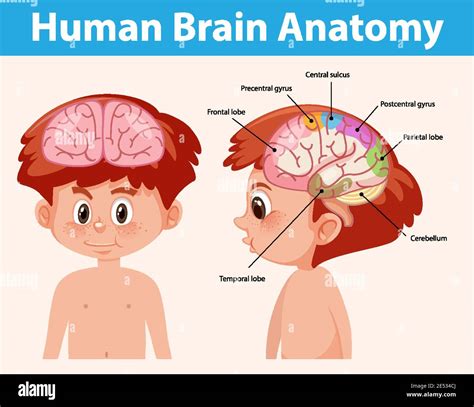 Information Poster Of Human Brain Diagram Illustration Stock Vector