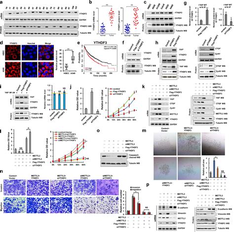 Ythdf3 Recognizes M⁶a Modification And Promotes Cellular Growth And
