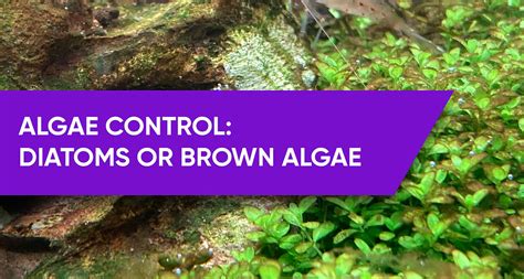 Algae Control Brown Algae Diatoms Or Fuzz