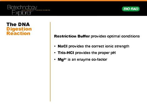 Forensic Dna Fingerprinting Using Restriction Enzymes Forensic