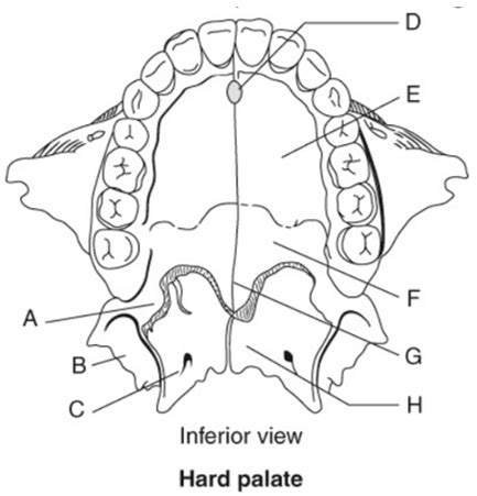 CSD 318 Exam 2 Quizzes Flashcards Quizlet
