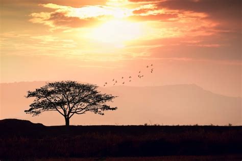 Premium Photo Tree Silhouette With Orange Sun Set Sky