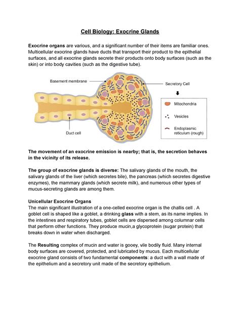 Cell Biology Exocrine Glands Cell Biology Exocrine Glands Exocrine