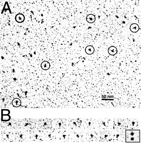 Rotary Shadowing Electron Microscopy Of Mps Mps Molecules Were Download Scientific Diagram