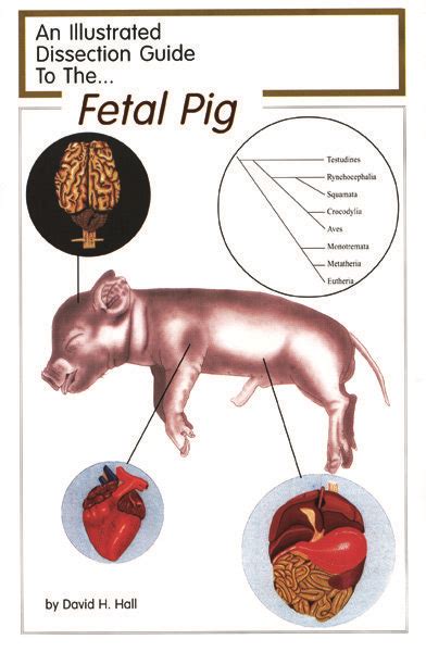 Fetal Pig Diagram