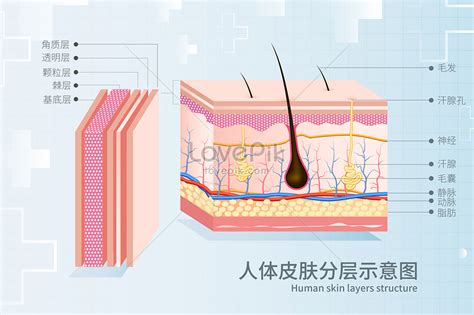 人體皮膚分層示意圖背景圖案素材，桌布圖片免費下載