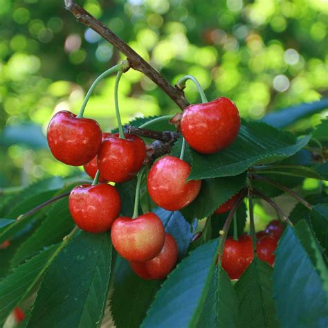 Prunus Avium Tree Buy Prunus Avium Plena Wild Cherrydouble Gean