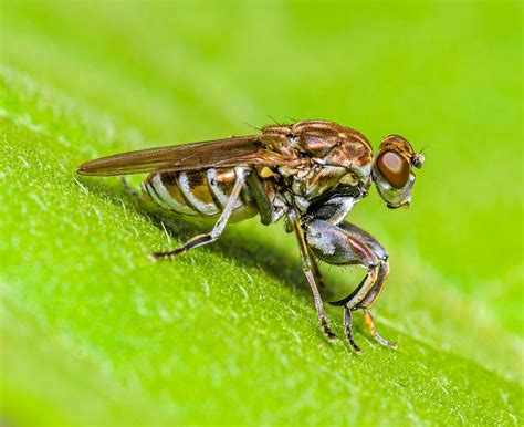 Ephydrid Fly
