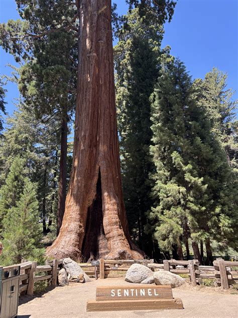 Sentinel Tree In Sequoia National Park