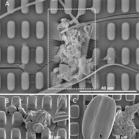 Sem Observations Of Cell And Mucilage Aggregates On Field Tested