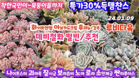 루비다육230대폭할인녹귀란데비철화아보카도크림후레뉴괴마옥러블리로즈펄빈노마레드벨벳보라츄비나이트스타짚시금화이트엔젤 Youtube