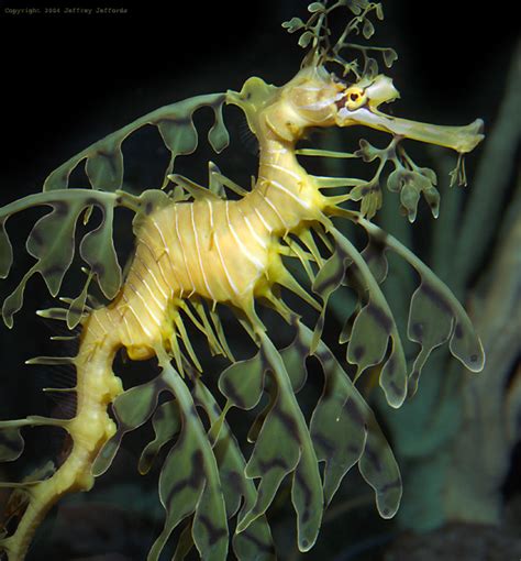 Leafy Sea Dragon Main Page Phycodurus Eques