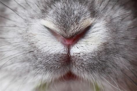 Rabbit Nose Artofit