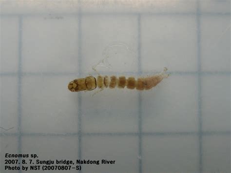 별날도래ecnomus Sp 네이버 블로그