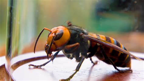 What Is An Asian Giant Hornet Murder Hornets Beeswiki