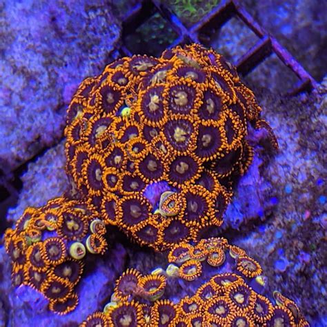 Magician Zoanthid Zoanthus Gigantus The Reef Farm