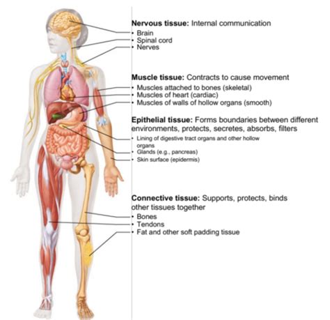 Anatomy Sem 1 Exam 2 Flashcards Quizlet