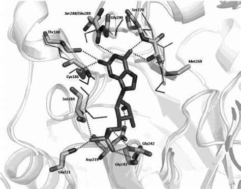 E Coli Gmp Reductase Model Superimposed On Experimentally Solved The