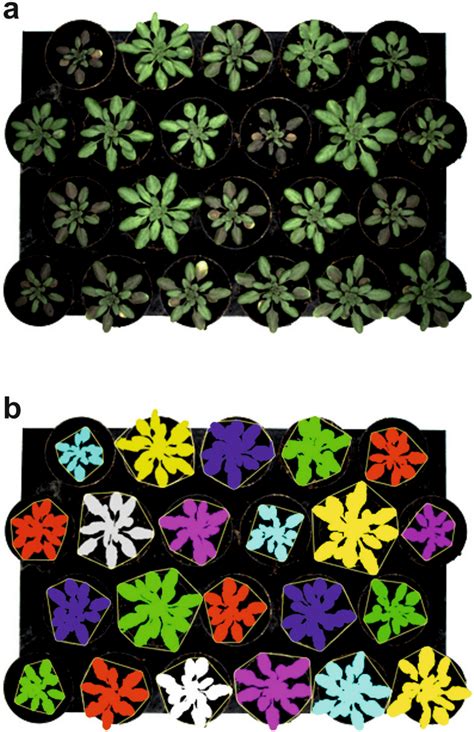Image Segmentation Separating Plants With Green Or Reddish Leaves From