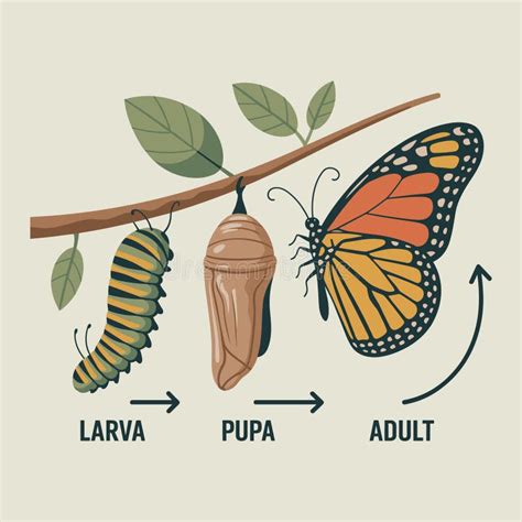 Clipart Pupa Di Farfalla