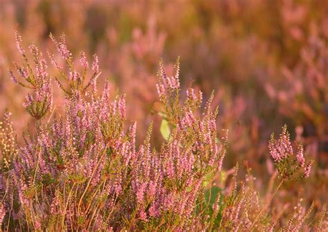Heather Bush Free Photo On Pixabay Pixabay