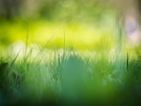 Premium Photo Surface Level Of Grass On Field