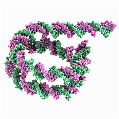 Dna From Palindromic Nucleosome By Science Photo Library Dna From Palindromic Nucleosome By Science Photo Library