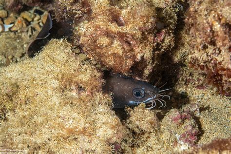 Large Eye Brotula Brotula Multibarbata Spanglers Scuba
