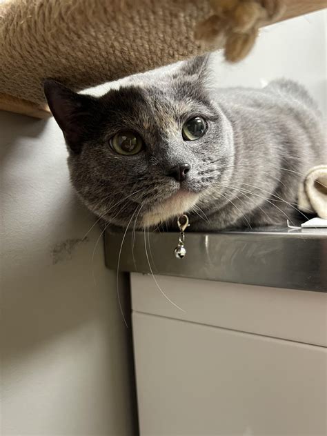 Feline Asthma R Cats