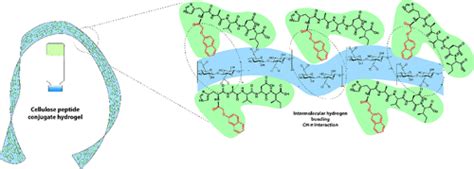 Exploring Supramolecular Interactions Between The Extracellular Matrix