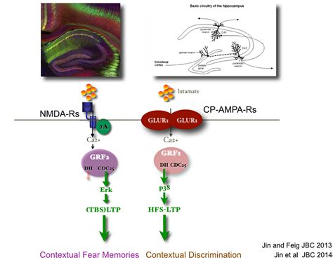 The Larry Feig Lab Graduate School Of Biomedical Sciences