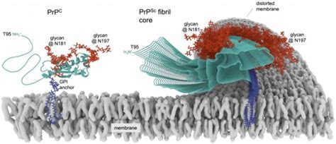 First Atomic Level Imaging Of Lethal Prions Provide Sharpened Focus For